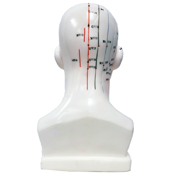 Acupuncture Head Model 20cm/ M-03 | Acubest